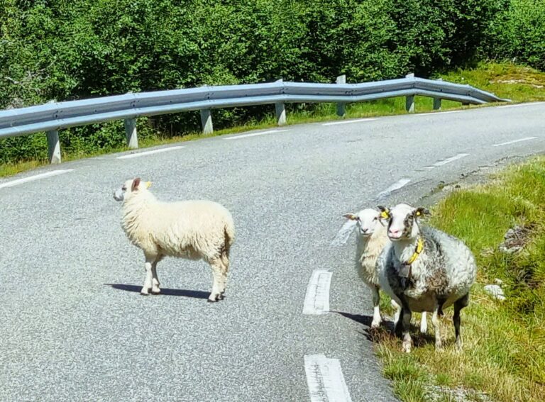 Lysebotn Road Trip: Driving the Lyseveien Scenic Road to Lysefjord ...